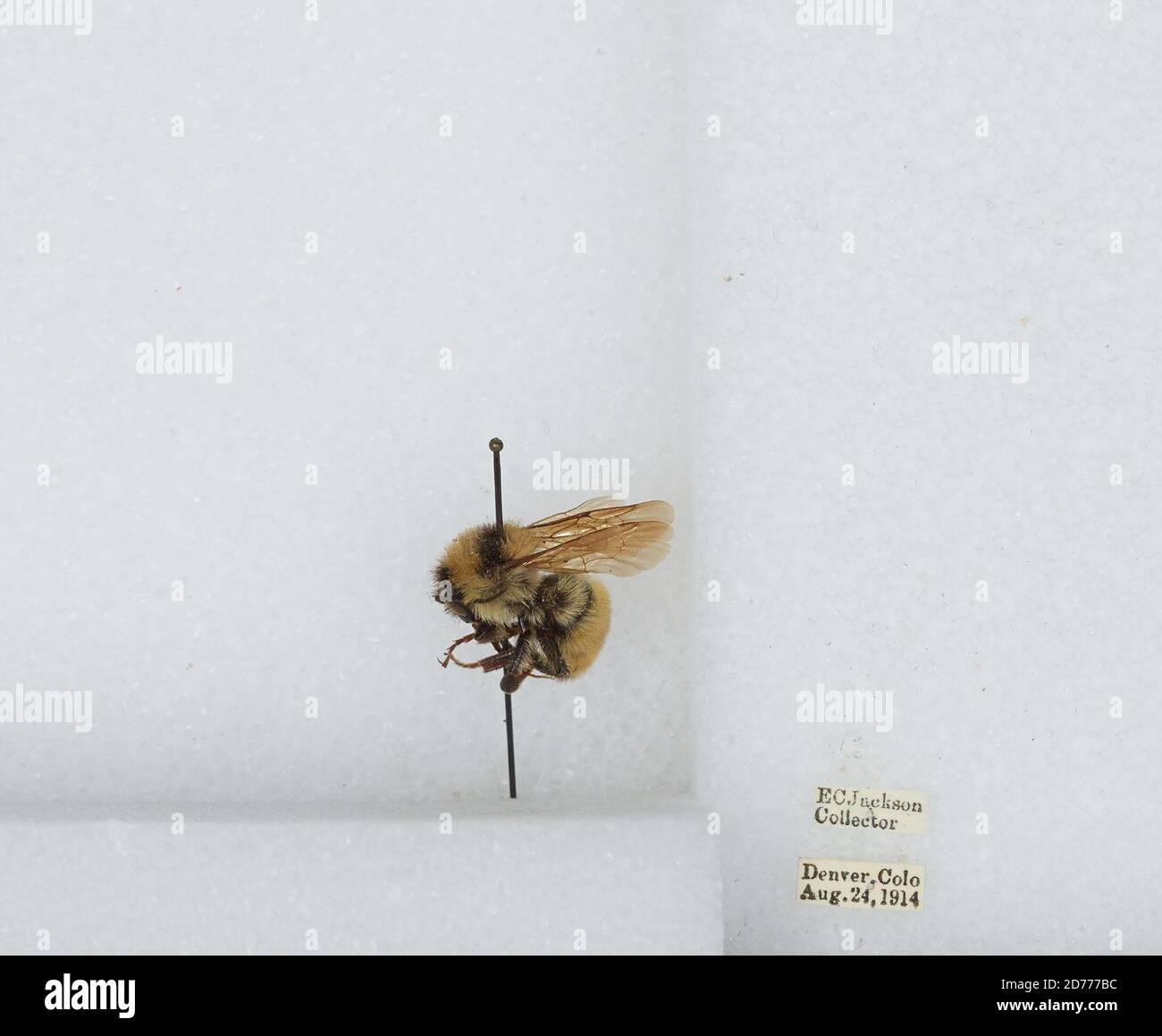 Denver, Colorado, United States, Bombus (Fervidobombus) fervidus ...