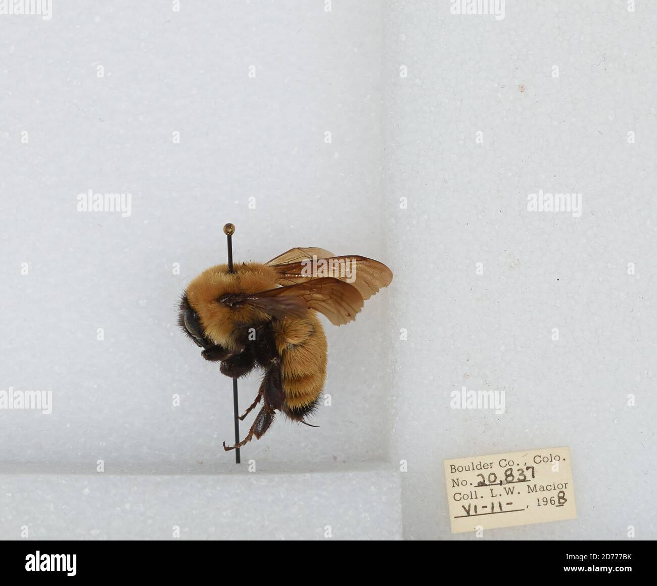 Boulder, Colorado, United States, Bombus (Fervidobombus) fervidus ...