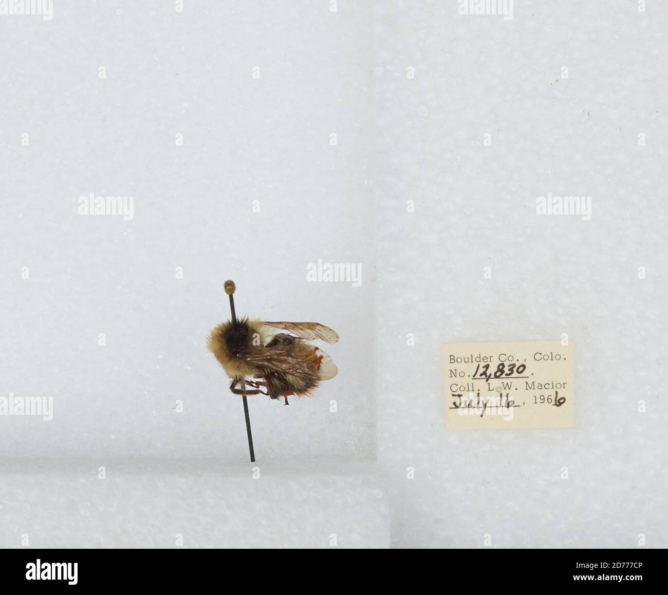 Boulder, Colorado, United States, Bombus (Alpinobombus) balteatus ...