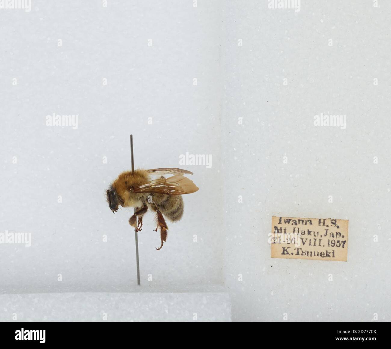 Mt. Haku, Japan, Bombus (Diversobombus) diversus Smith, Animalia ...