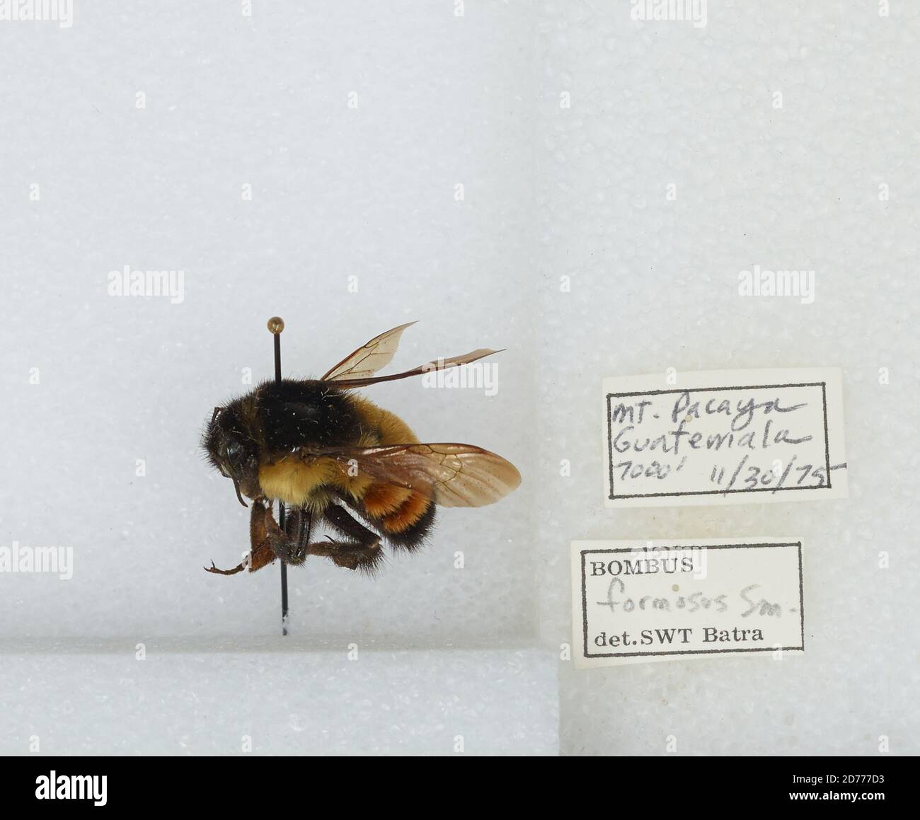 Mount Pacaya, Escuintla, Guatemala, Bombus (Pyrobombus) ephippiatus ...
