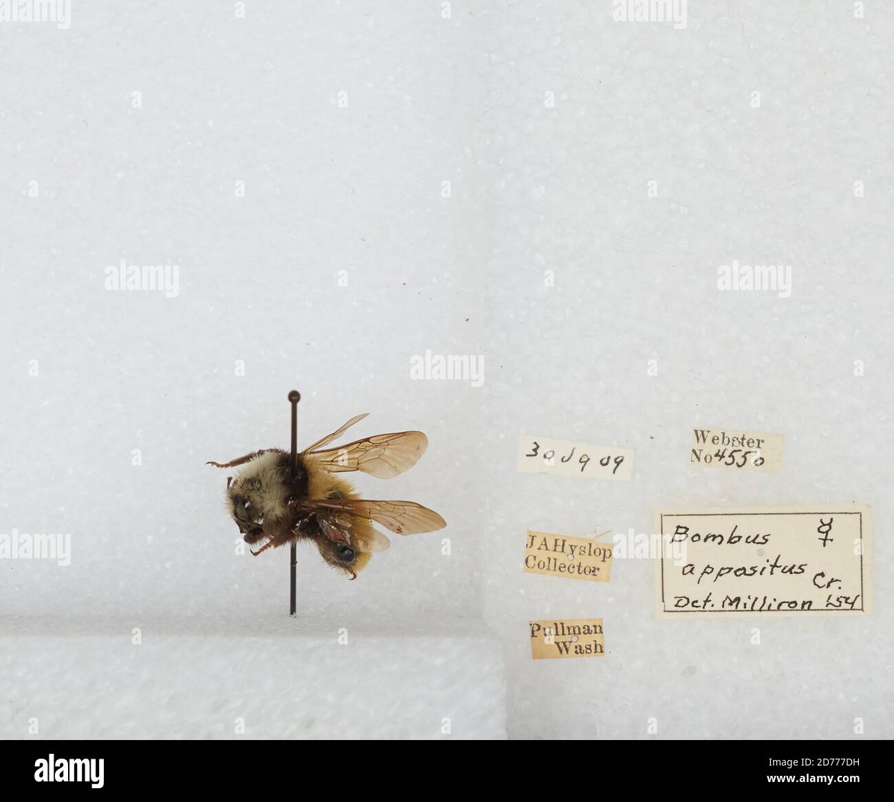 Pullman, Whitman, Washington, United States, Bombus (Subterraneobombus ...