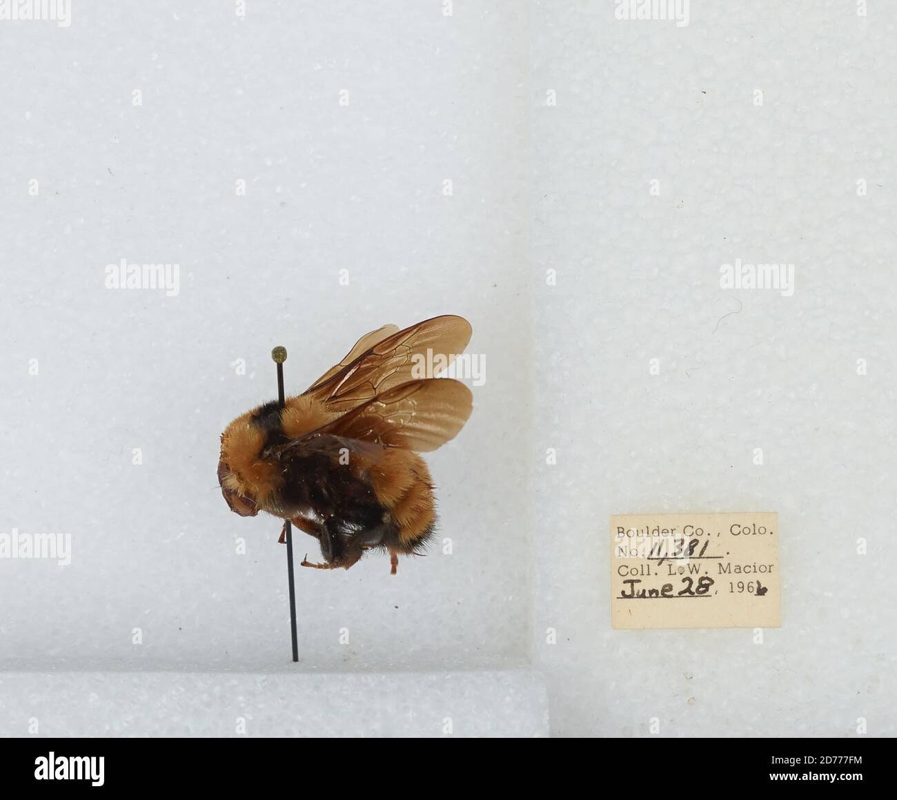 Boulder, Colorado, United States, Bombus (Fervidobombus) fervidus ...