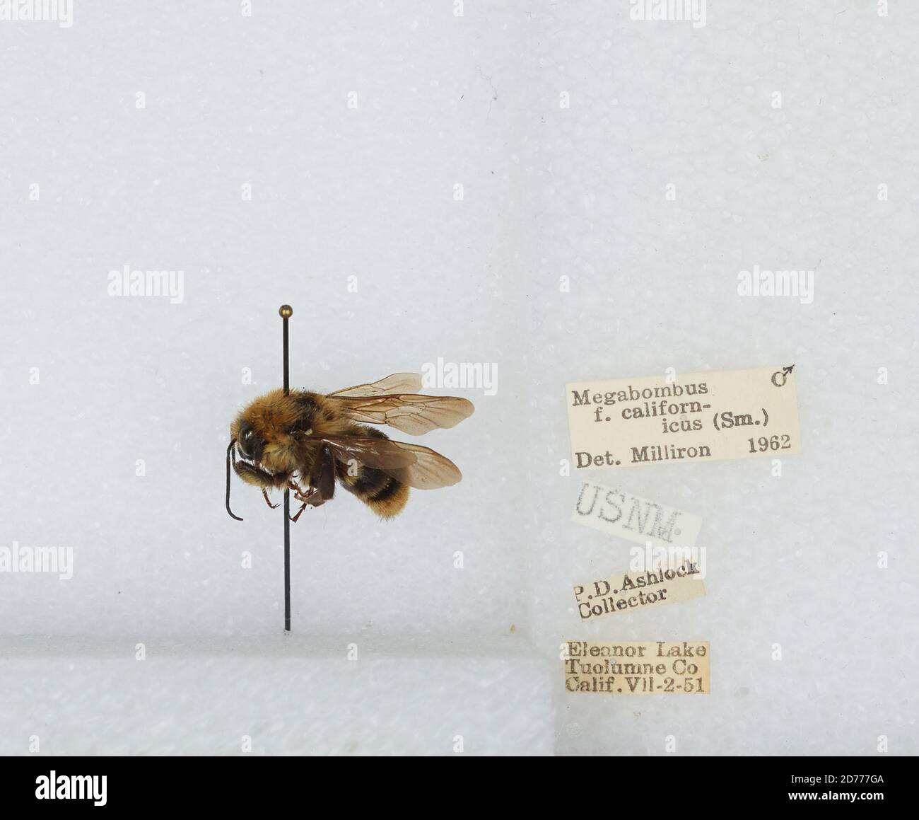 Eleanor Lake, Tuolumne, California, United States, Bombus ...