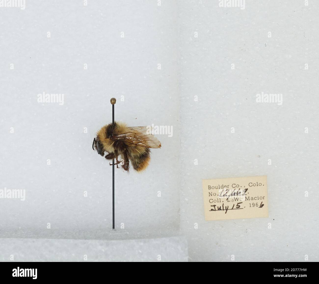Boulder, Colorado, United States, Bombus (Alpinobombus) balteatus ...