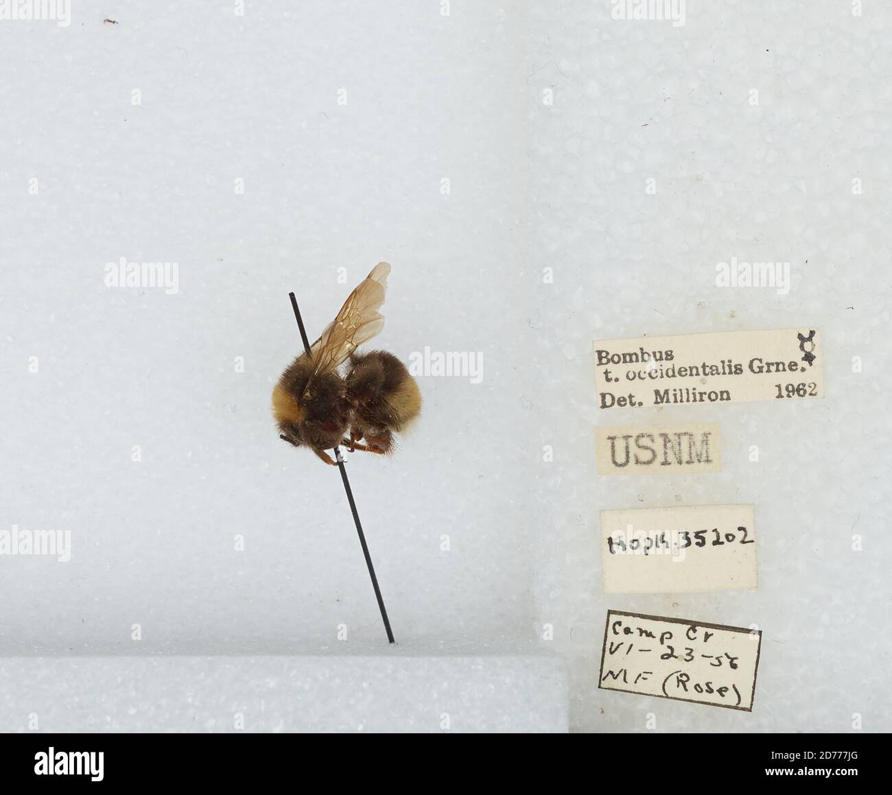 Bombus (Bombus) occidentalis Greene, Animalia, Arthropoda, Insecta ...