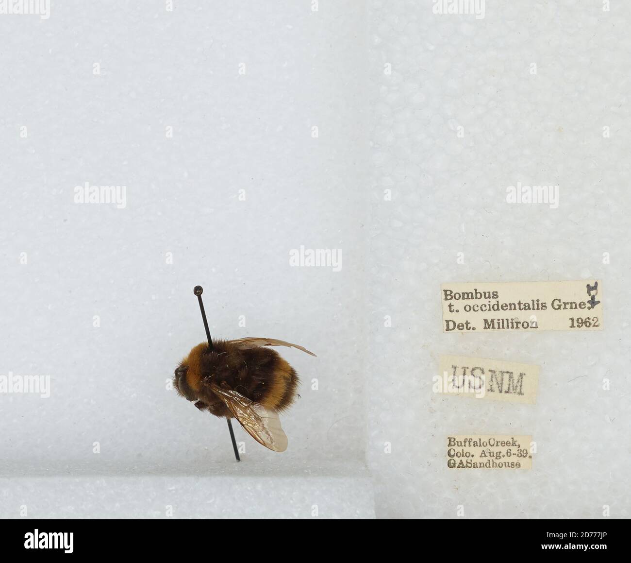 Buffalo Creek, Jefferson, Colorado, United States, Bombus (Bombus ...