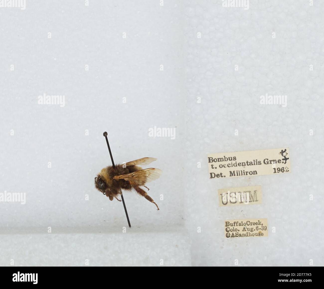 Buffalo Creek, Jefferson, Colorado, United States, Bombus (Bombus ...