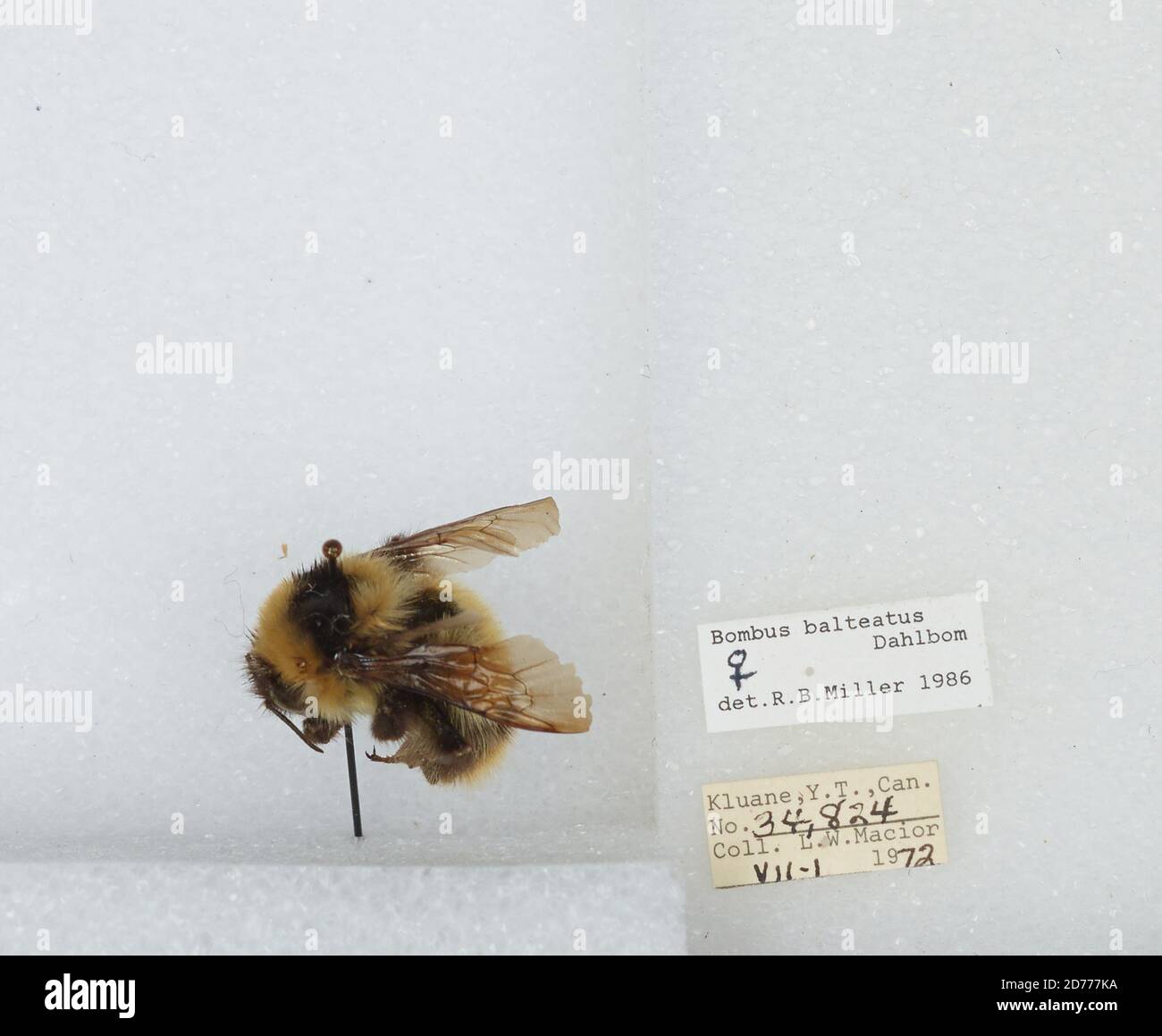 Kluane, Yukon Territory, Canada, Bombus (Alpinobombus) balteatus ...