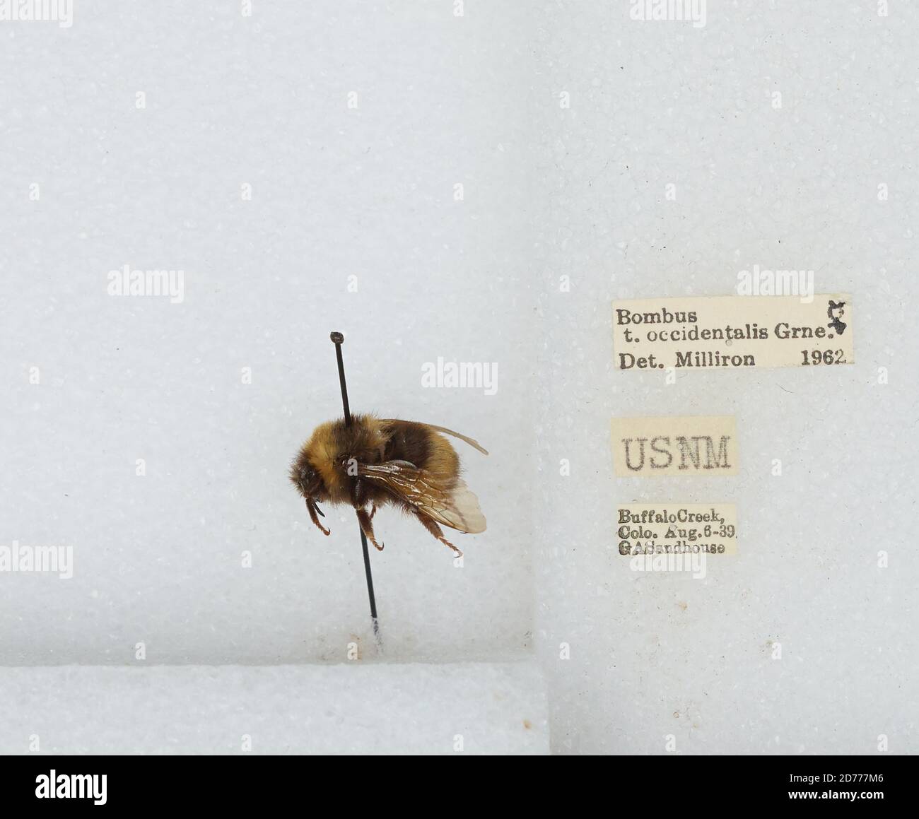 Buffalo Creek, Jefferson, Colorado, United States, Bombus (Bombus ...