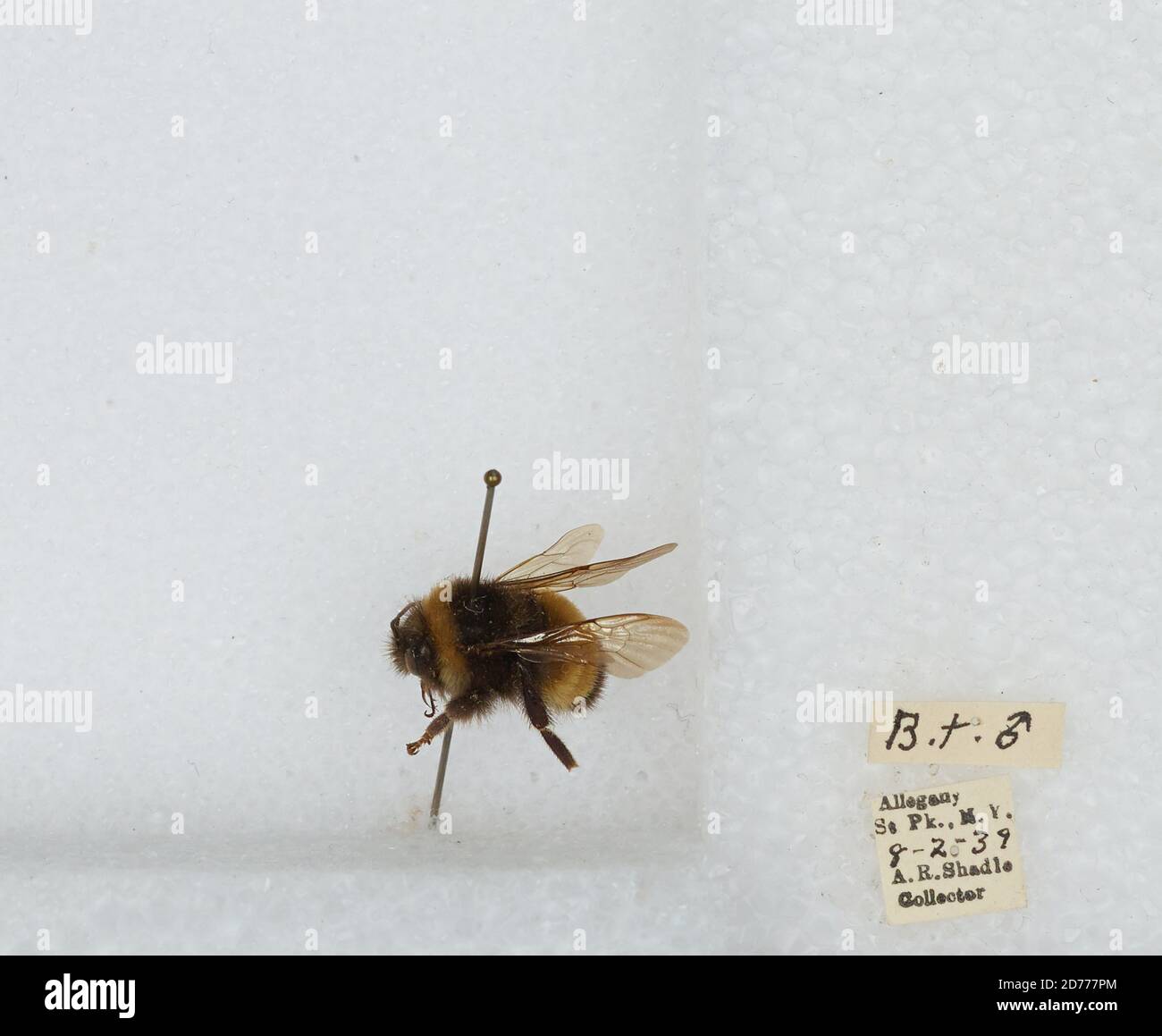 Allegany State Park, Cattaraugus, New York, United States, Bombus ...