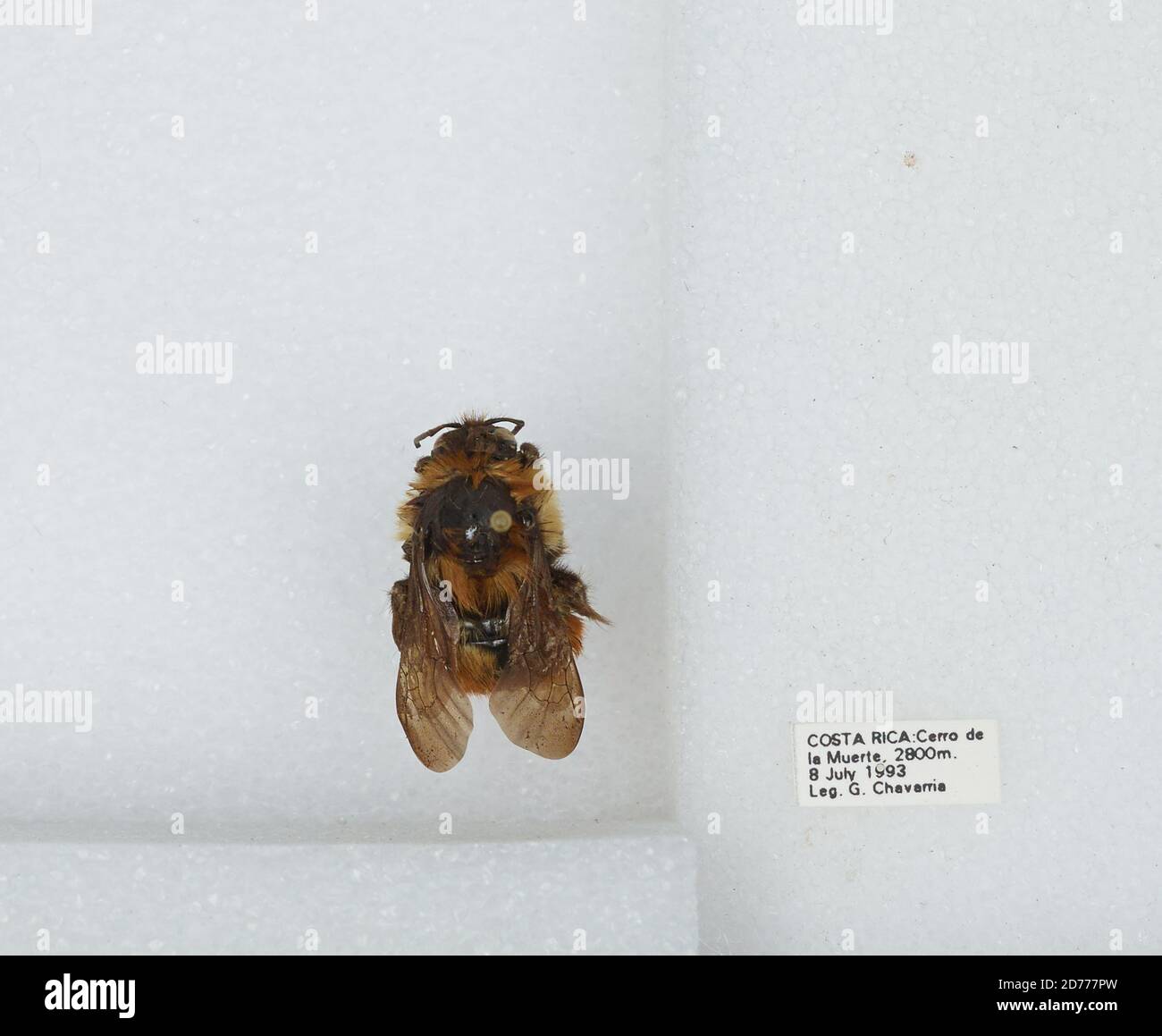 Cerro de la Muerte, San Jose, Costa Rica, Bombus (Pyrobombus ...