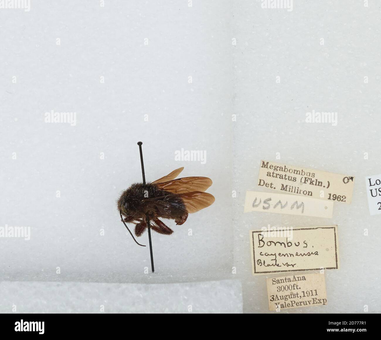 Santa Ana, Peru, Bombus (Fervidobombus) atratus Franklin, 1913 ...