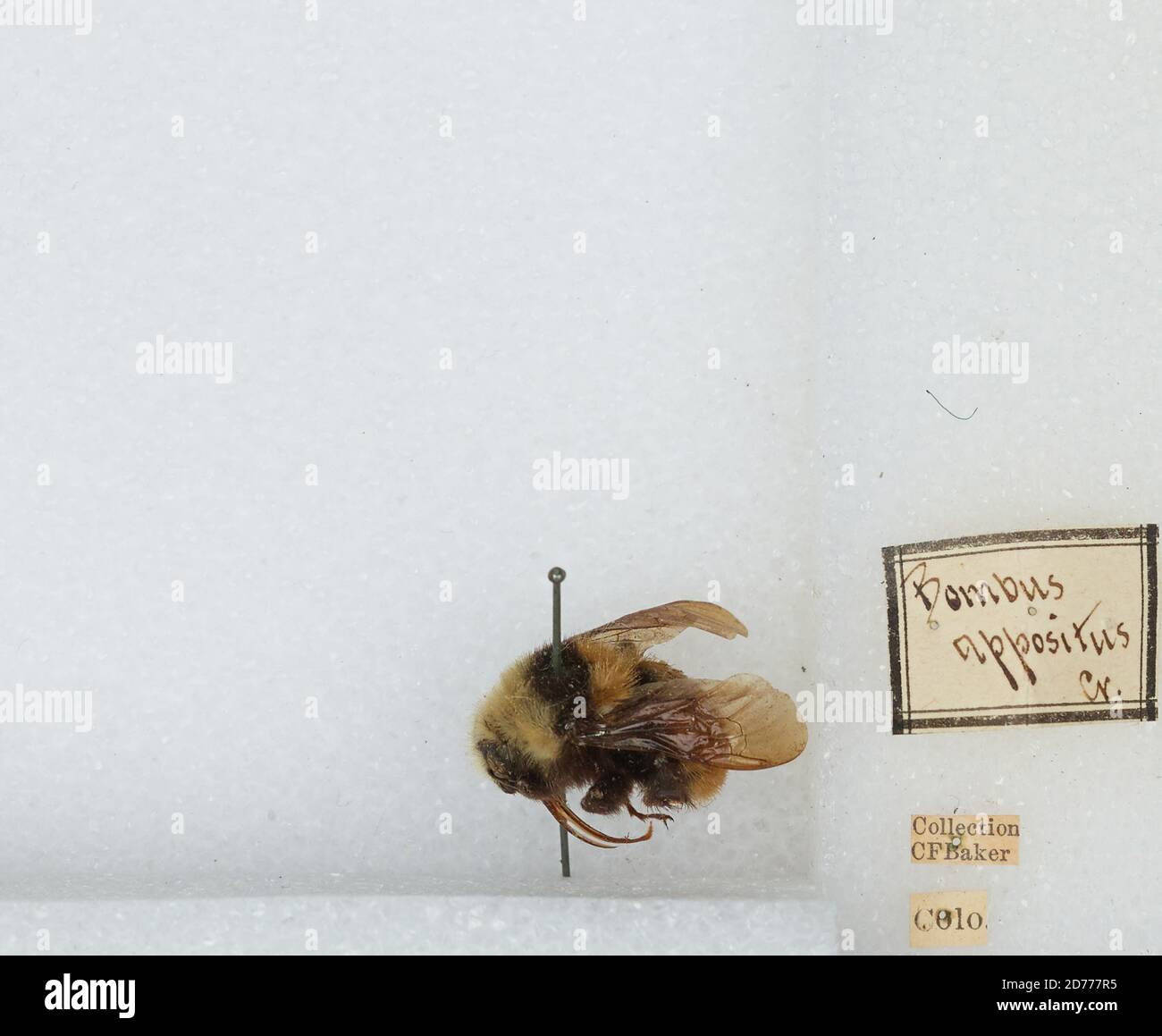 Colorado, United States, Bombus (Subterraneobombus) appositus Cresson ...