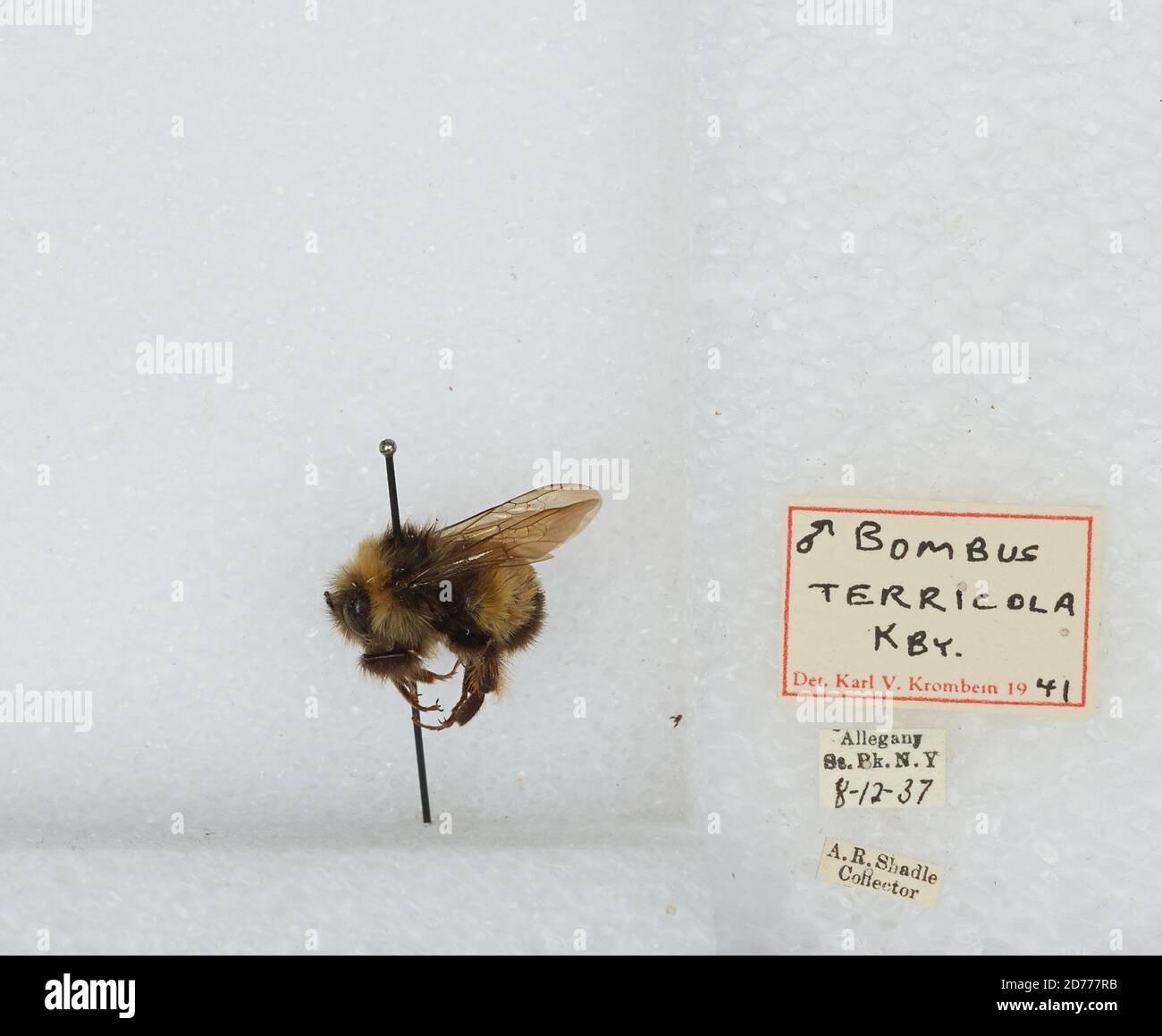 Allegany State Park, Cattaraugus, New York, United States, Bombus ...