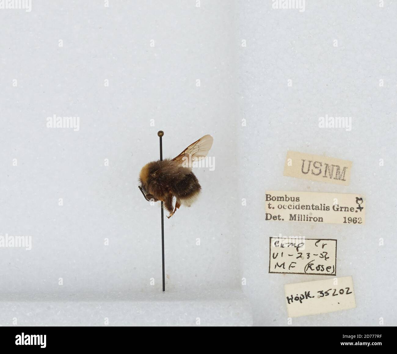 United States, Bombus (Bombus) occidentalis Greene, Animalia ...