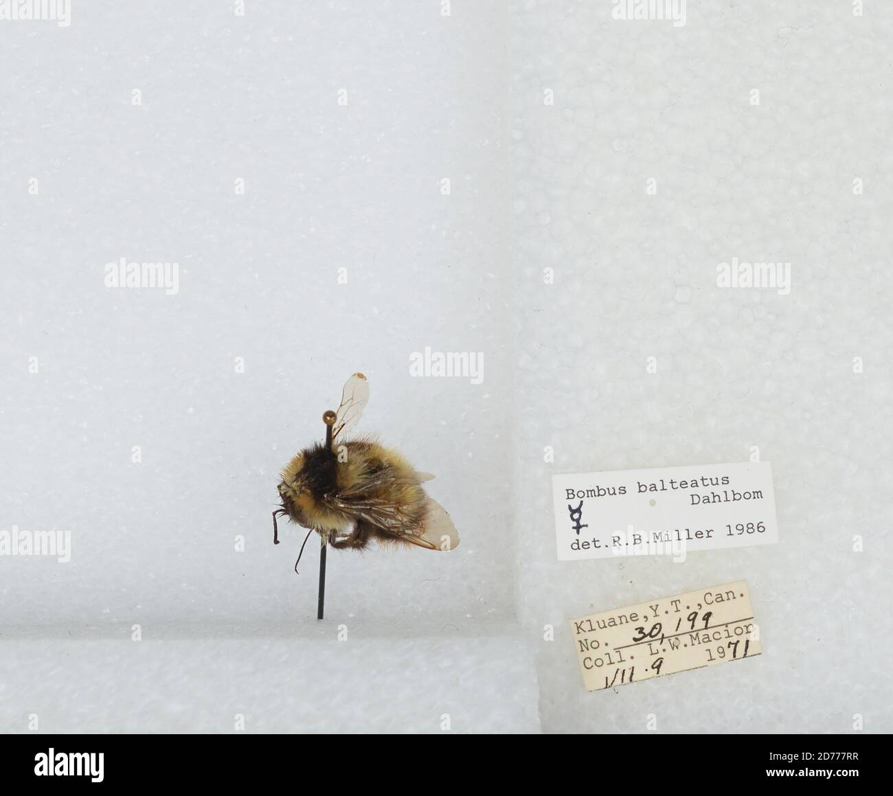 Kluane, Yukon Territory, Canada, Bombus (Alpinobombus) balteatus ...