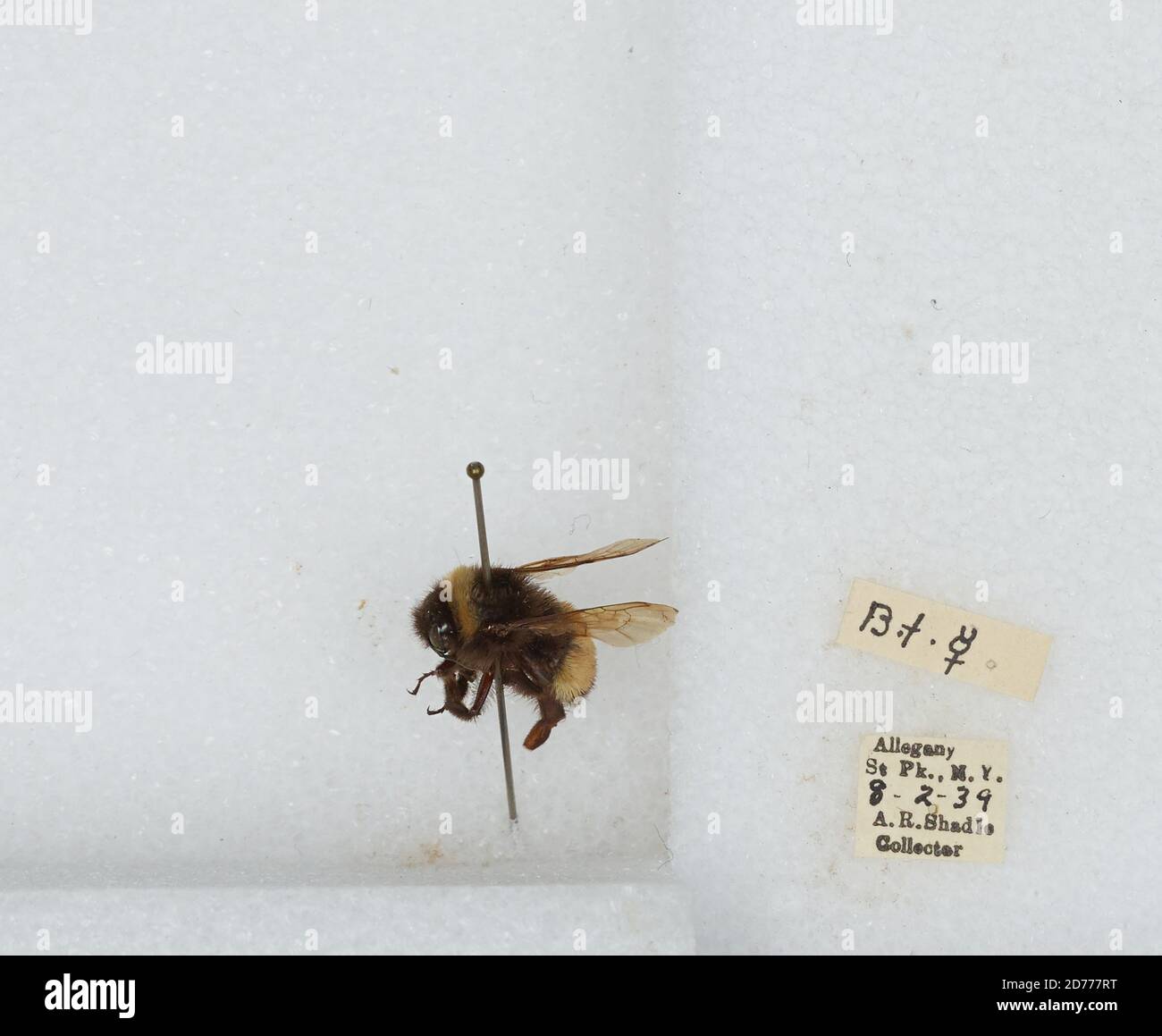 Allegany State Park, Cattaraugus, New York, United States, Bombus ...