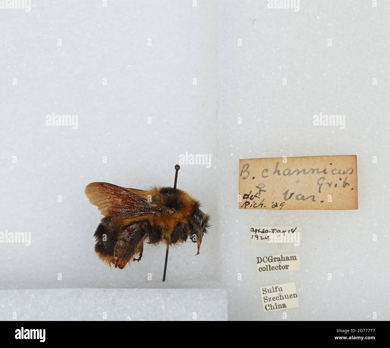 Suifu, Sichuan, China, Bombus (Alpigenobombus) breviceps Smith, 1852 ...