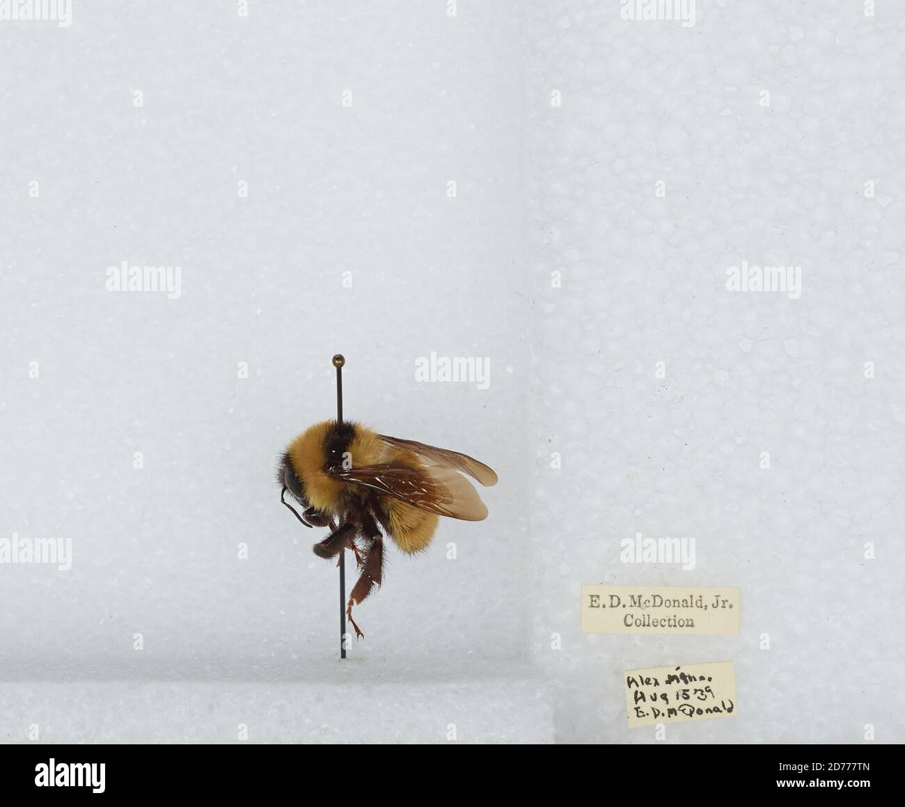 Alexandria, Douglas, Minnesota, United States, Bombus (Fervidobombus ...