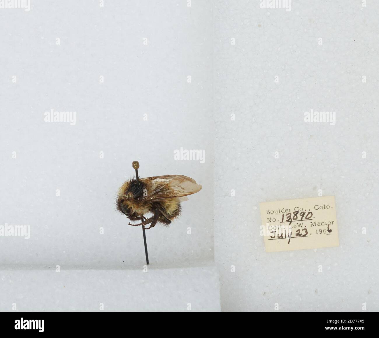 Boulder, Colorado, United States, Bombus (Alpinobombus) balteatus ...