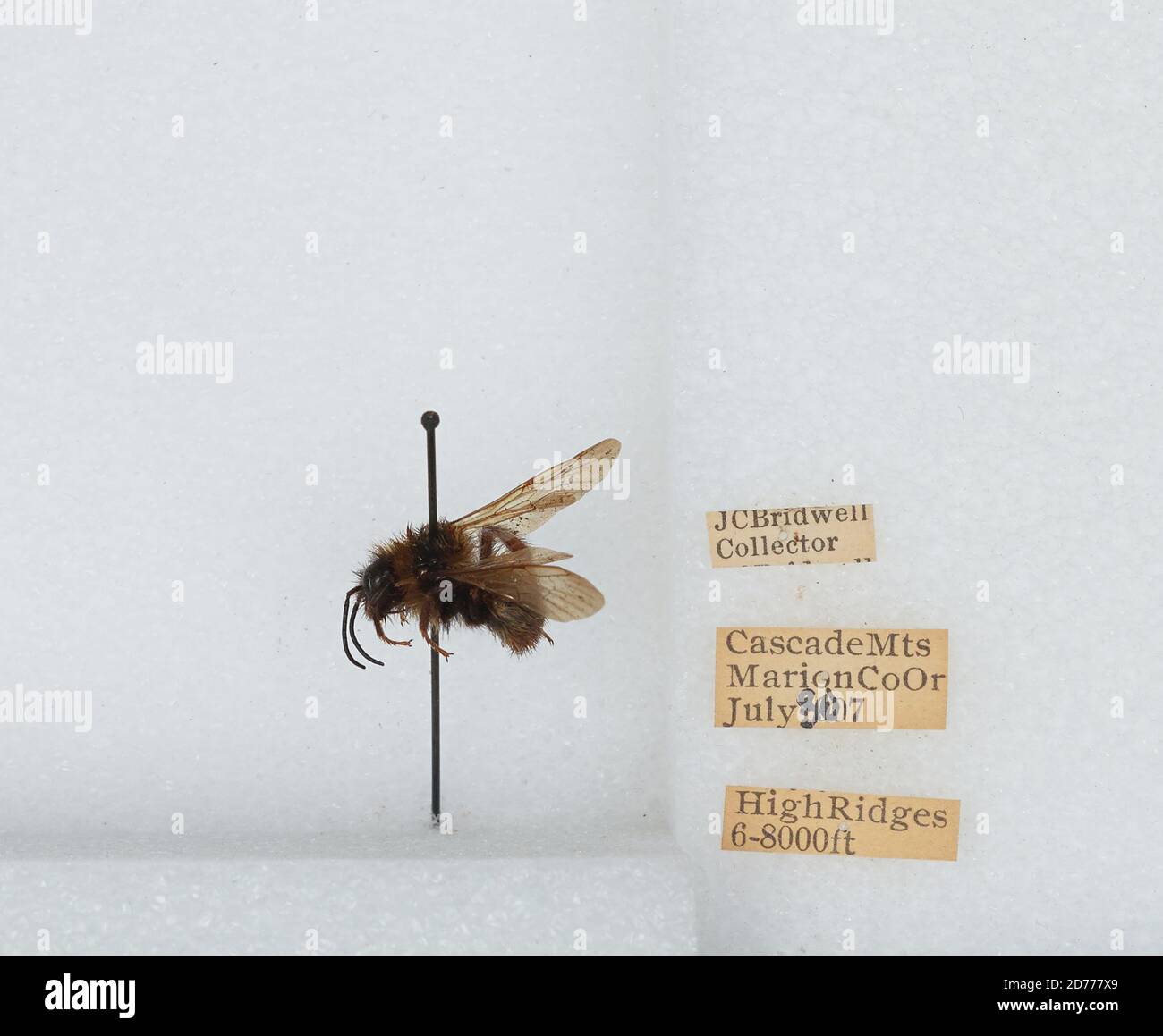 Cascade Mountains, High Ridges, Marion, Oregon, United States, Bombus ...