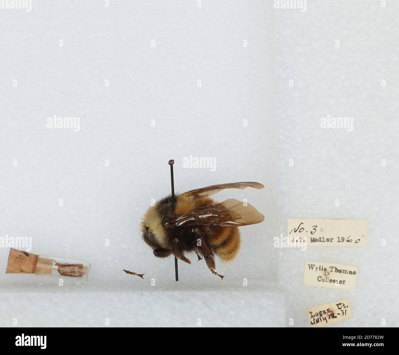 Logan, Cache, Utah, United States, Bombus (Subterraneobombus) appositus ...