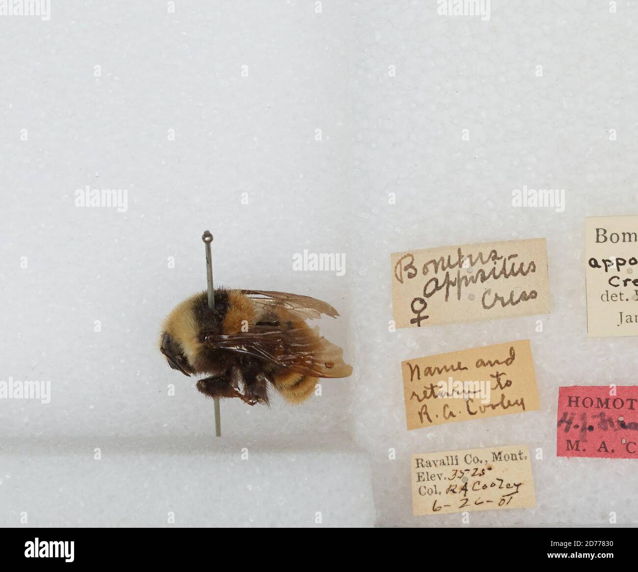 Ravalli, Montana, United States, Bombus (Subterraneobombus) appositus ...
