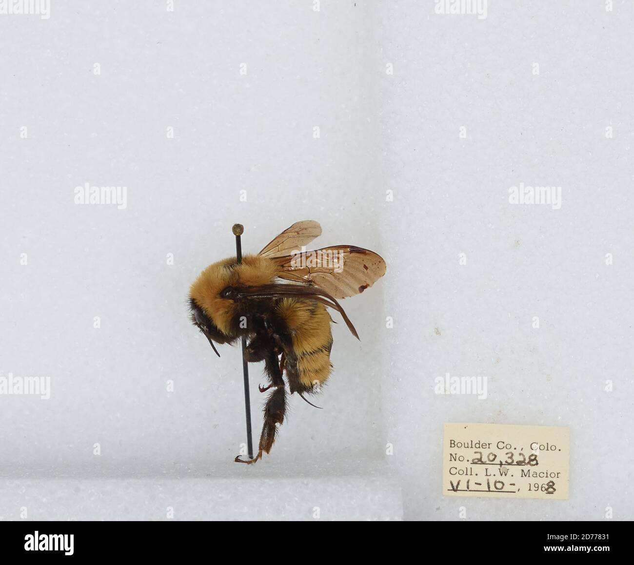 Boulder, Colorado, United States, Bombus (Fervidobombus) fervidus ...