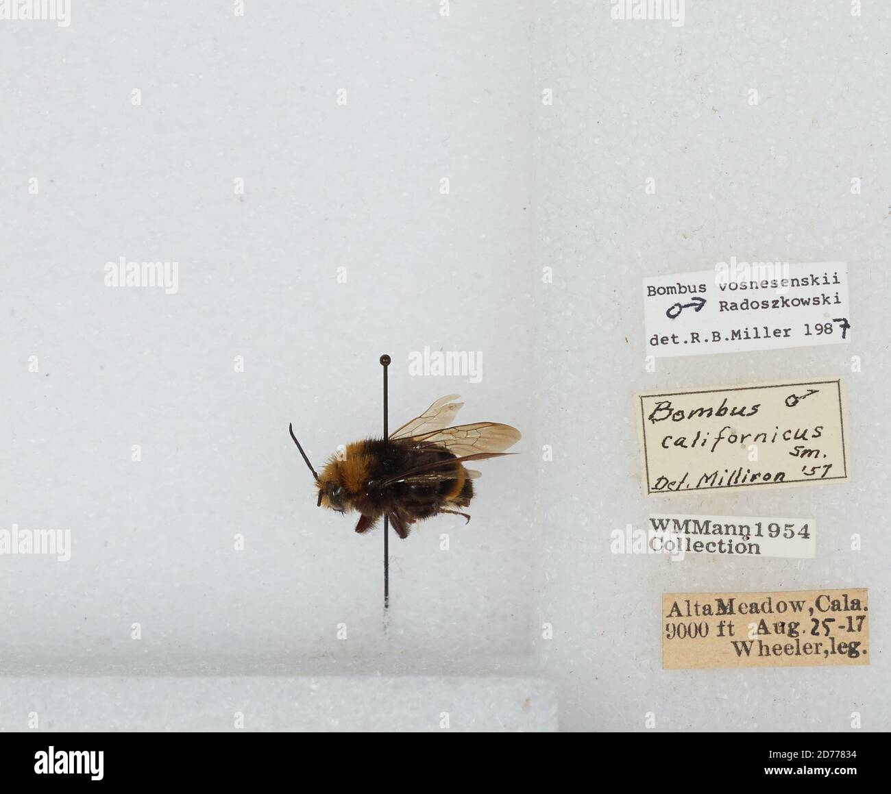 Alta Meadow, Tulare, California, United States, Bombus (Pyrobombus ...