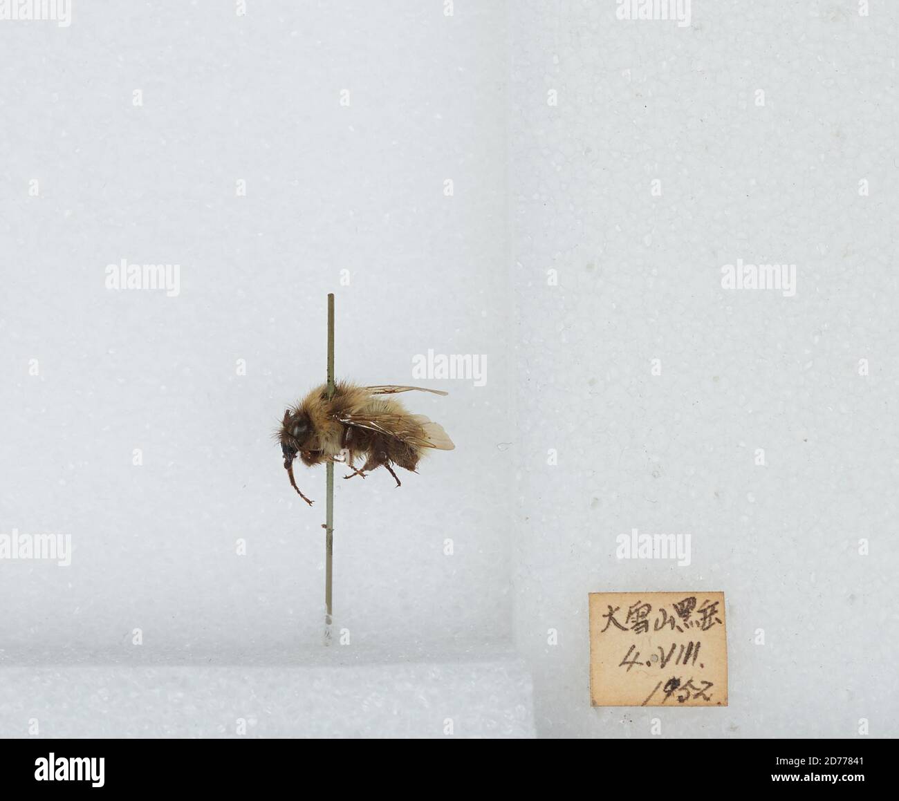 Mount Kuro, Daisetsuzan, Japan, Bombus (Diversobombus) diversus Smith, Animalia, Arthropoda ...