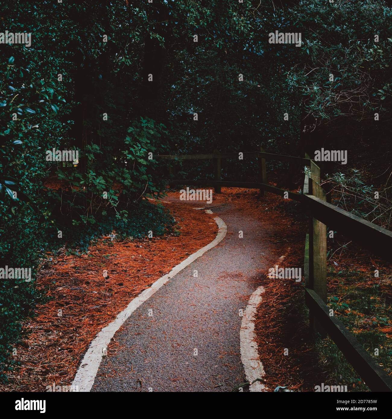 Dark forest path scary halloween hi-res stock photography and images ...
