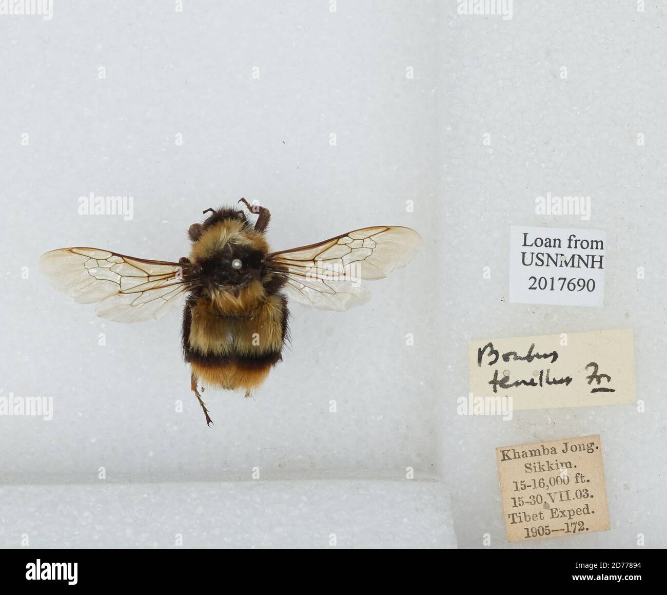 Khamba Jong. Sikkim. 15-16,000 ft., Tibet Autonomous Region, China ...