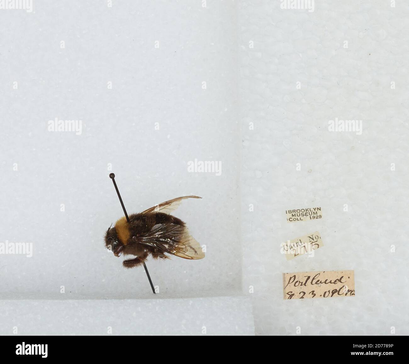Multnomah, Oregon, United States, Bombus (Bombus) occidentalis Greene ...
