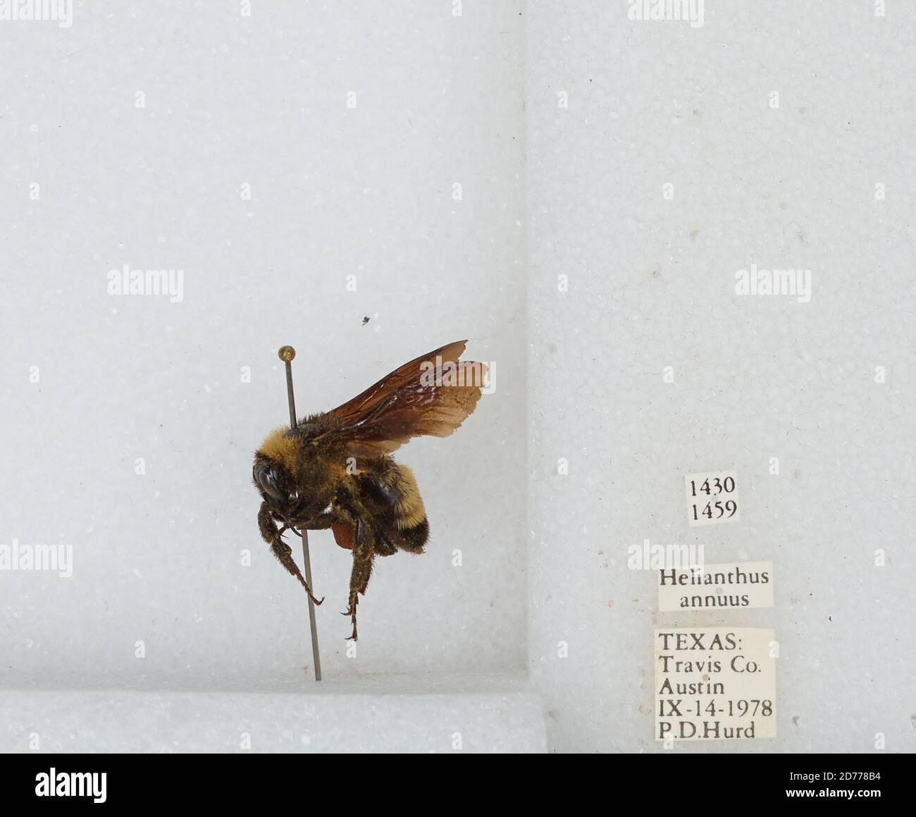 Austin, Travis, Texas, United States, Bombus (Fervidobombus ...