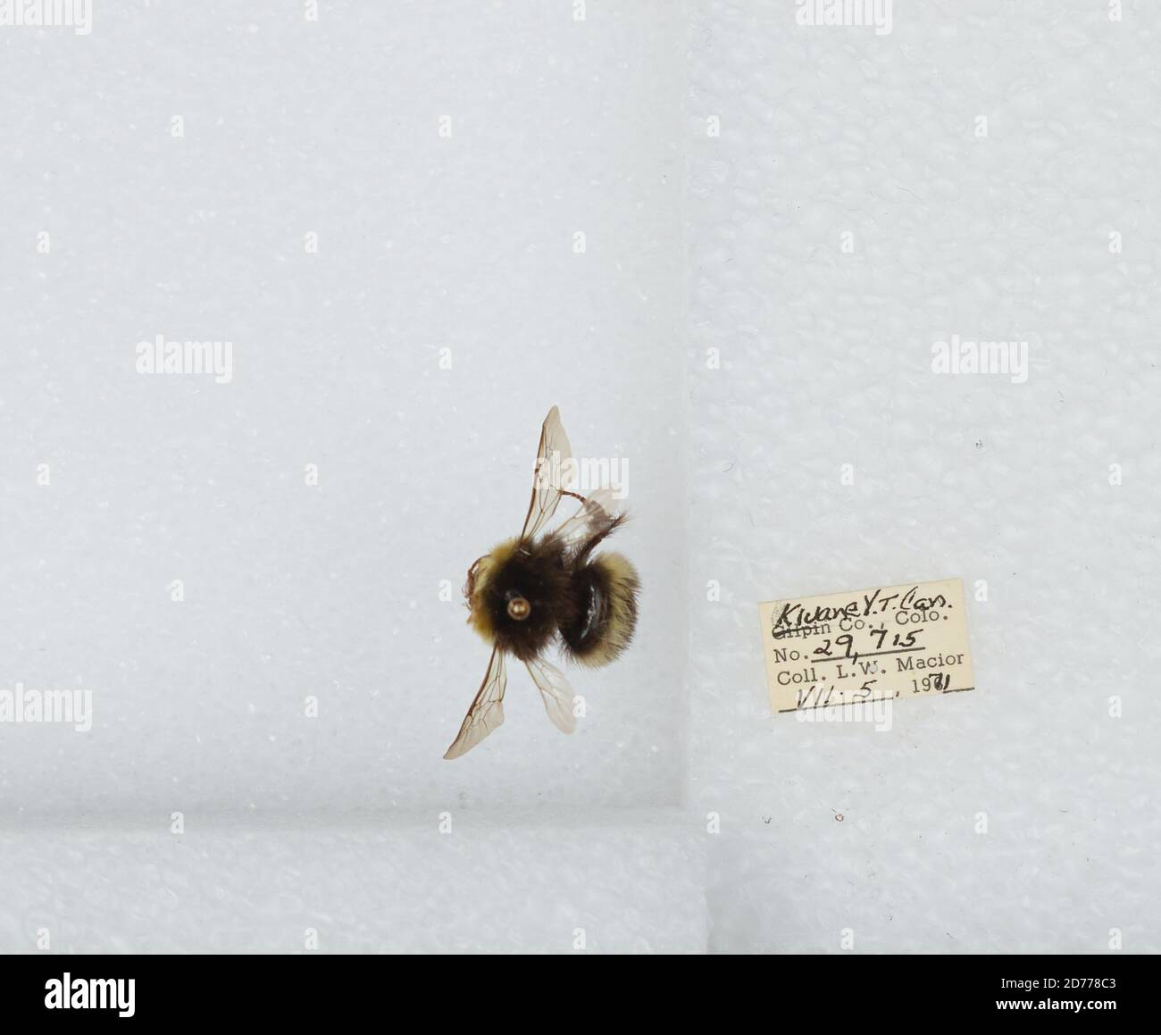 Kluane, Yukon Territory, Canada, Bombus (Bombus) lucorum (Linnaeus ...