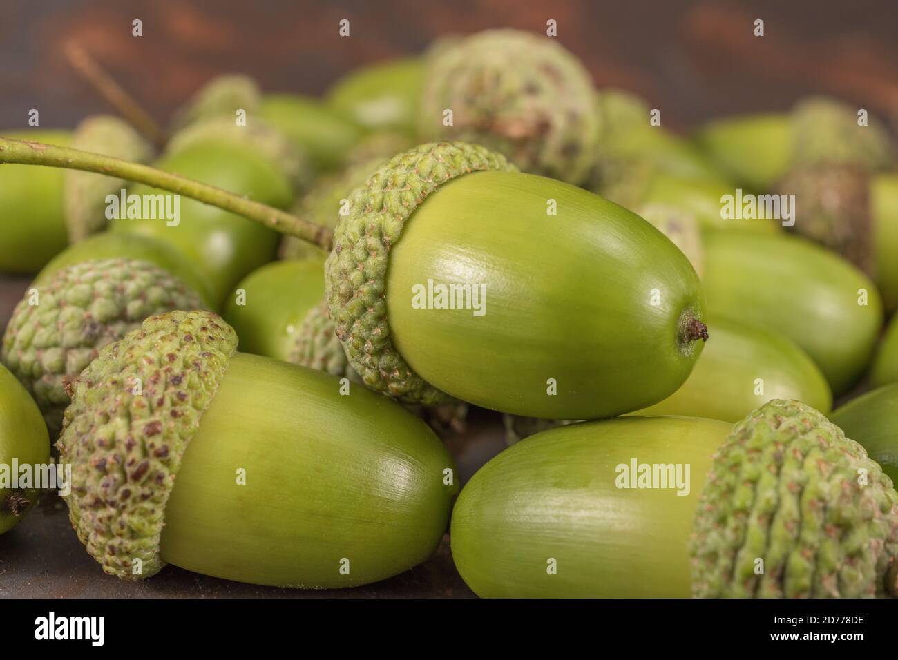 Close-up shot of green acorns from a Pedunculate Oak / Quercus robur ...