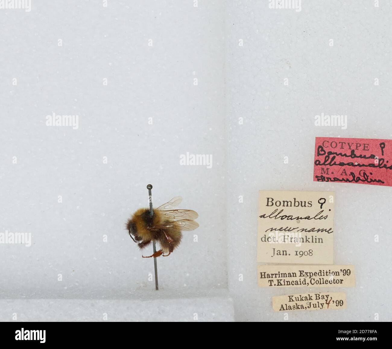 Kukak Bay, Kodiak Island, Alaska, United States, Bombus (Pyrobombus ...