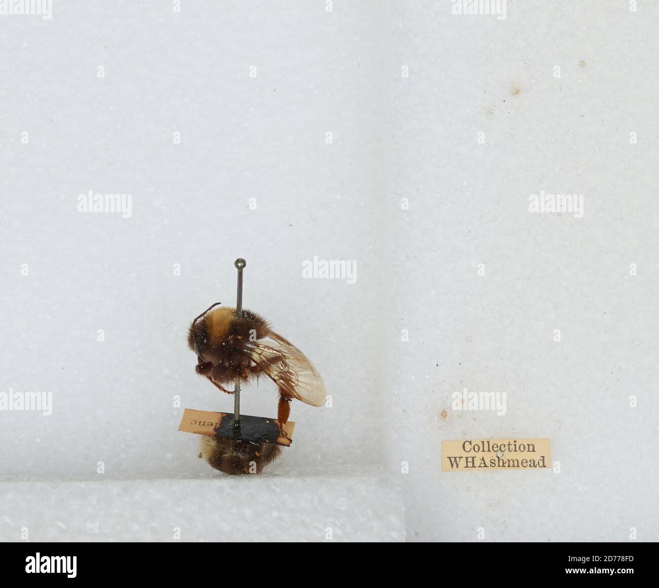Bombus (Bombus) occidentalis Greene, Animalia, Arthropoda, Insecta ...