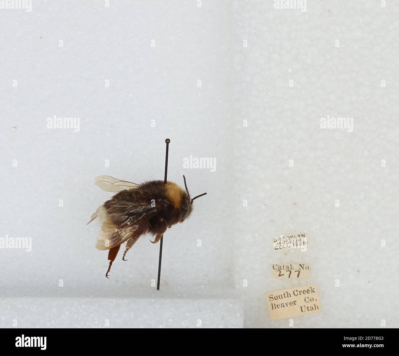 South Creek, Beaver, Utah, United States, Bombus (Bombus) occidentalis ...