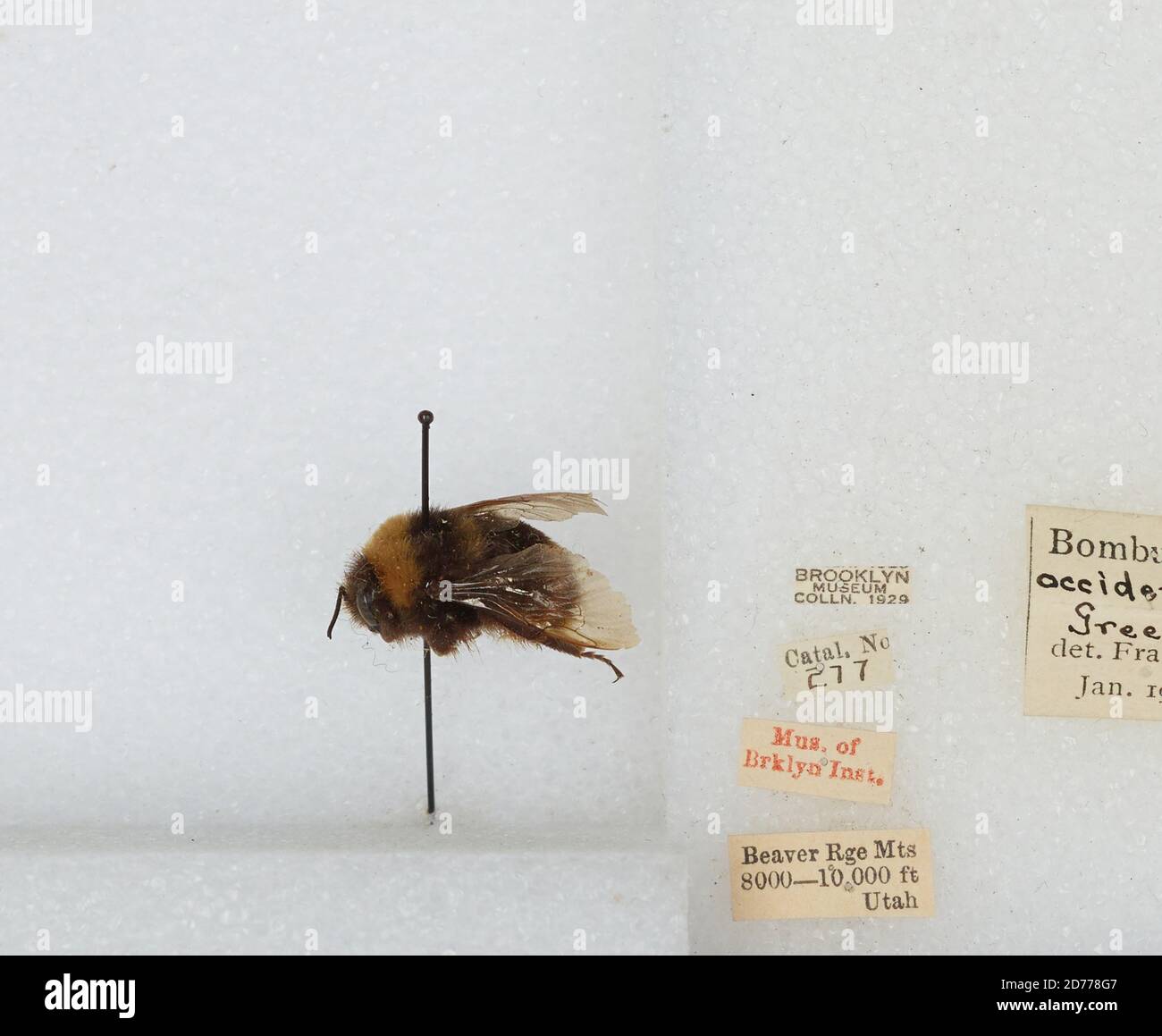 Utah, United States, Bombus (Bombus) occidentalis Greene, Animalia ...