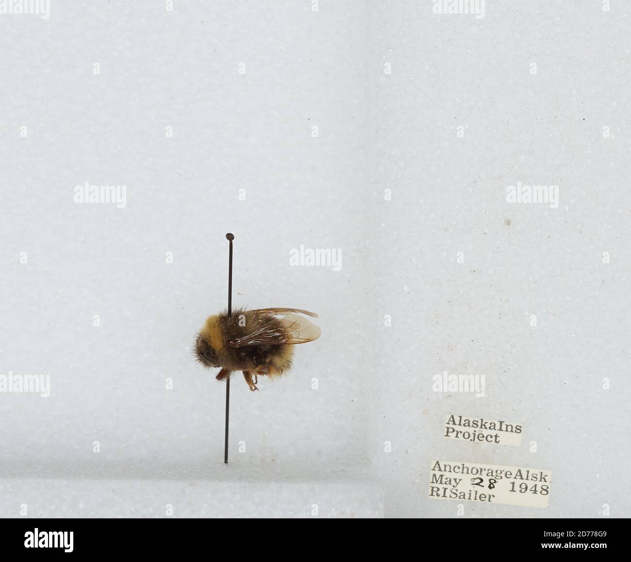 Anchorage, Alaska, United States, Bombus (Bombus) occidentalis Greene ...