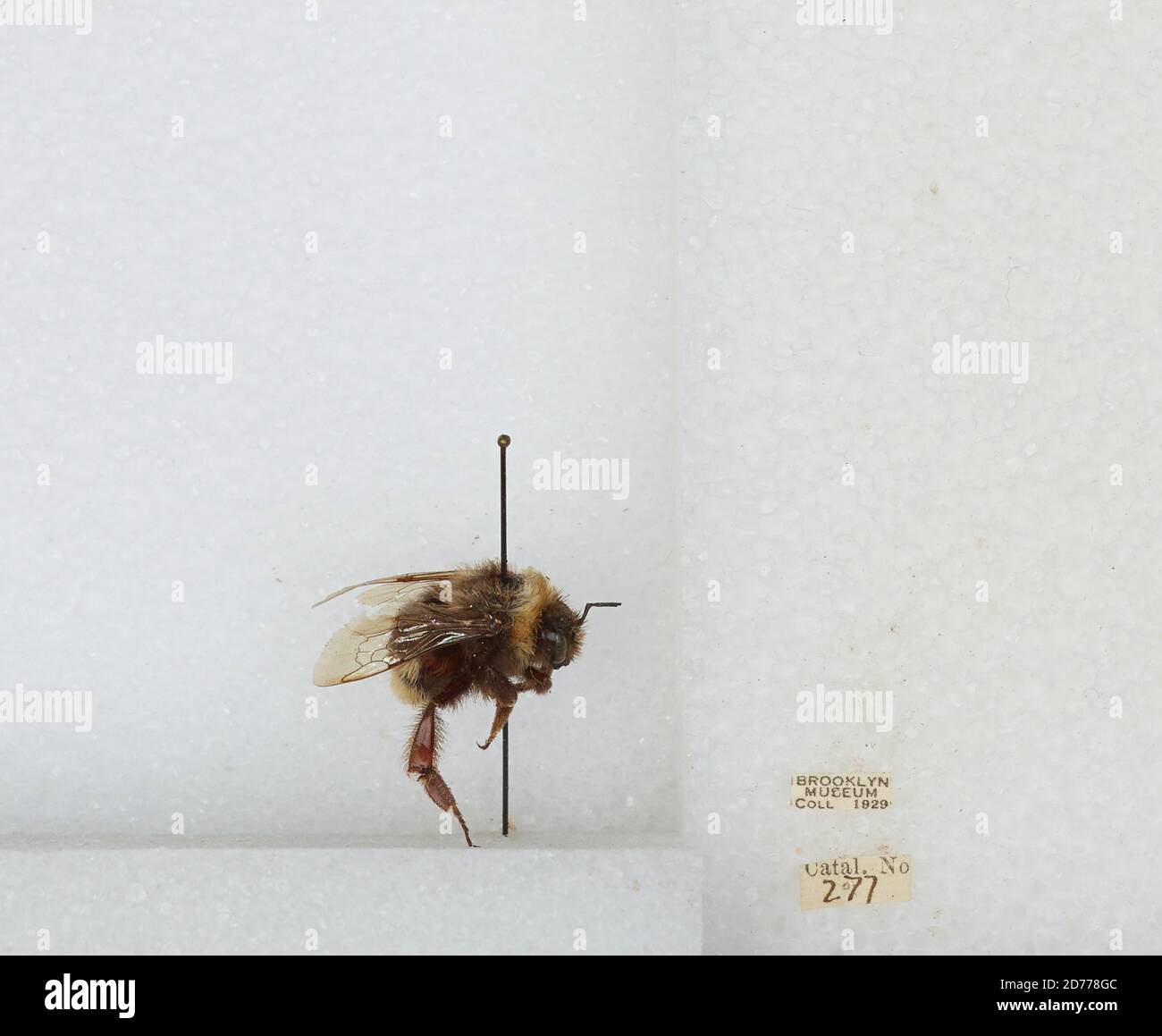 Bombus (Bombus) occidentalis Greene, Animalia, Arthropoda, Insecta ...