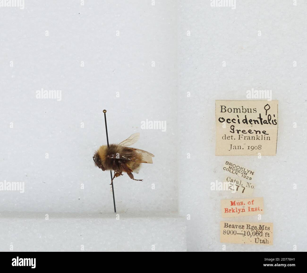 Beaver Ridge Mountains, Beaver, Utah, United States, Bombus (Bombus ...