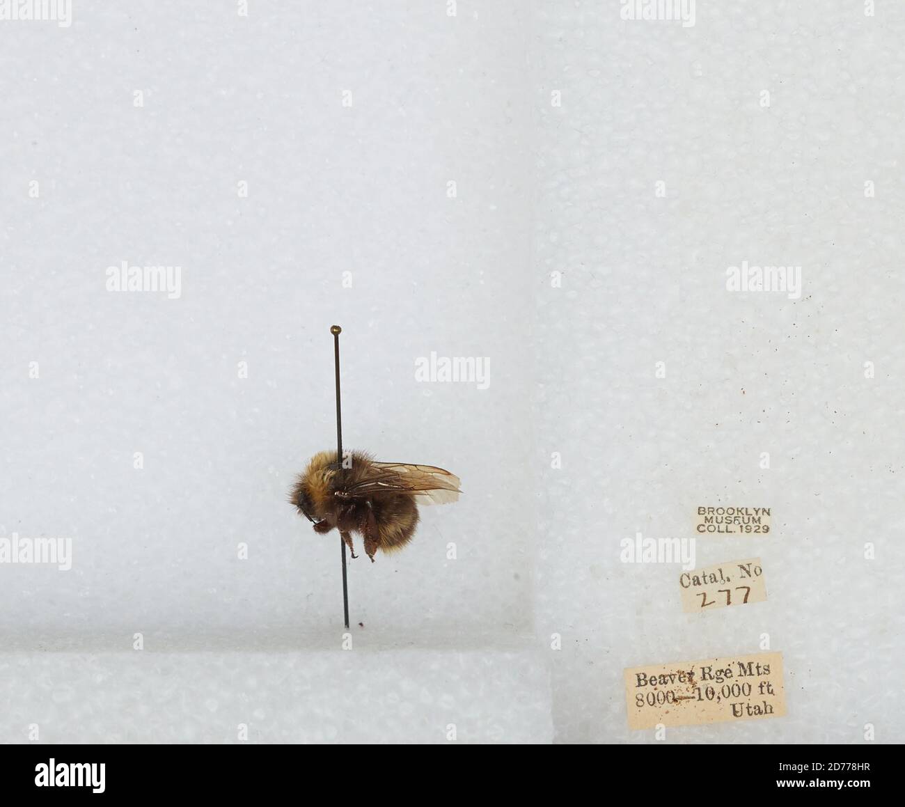 Beaver Ridge Mountains, Beaver, Utah, United States, Bombus (Bombus ...