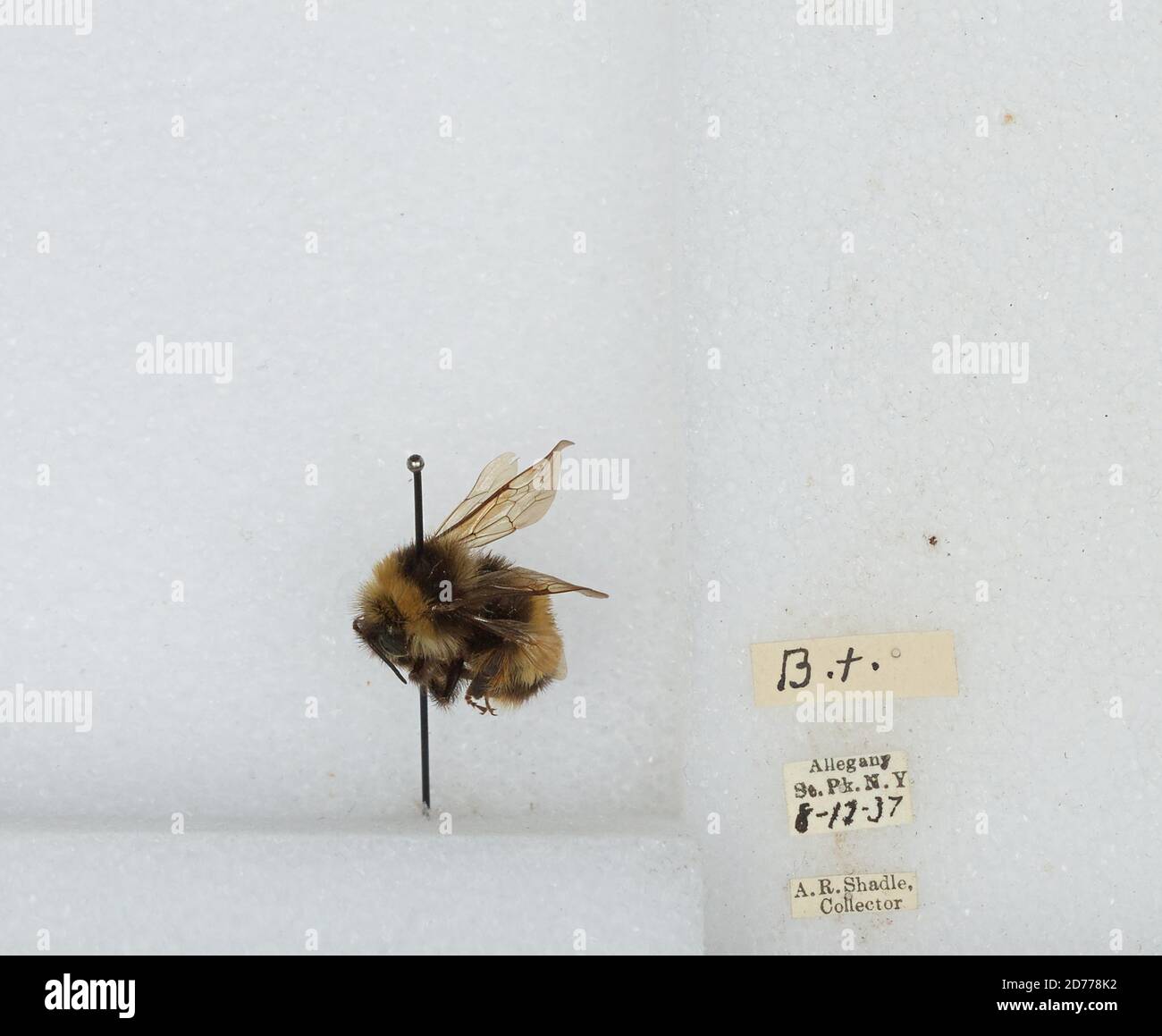 Allegany State Park, Cattaraugus, New York, United States, Bombus ...