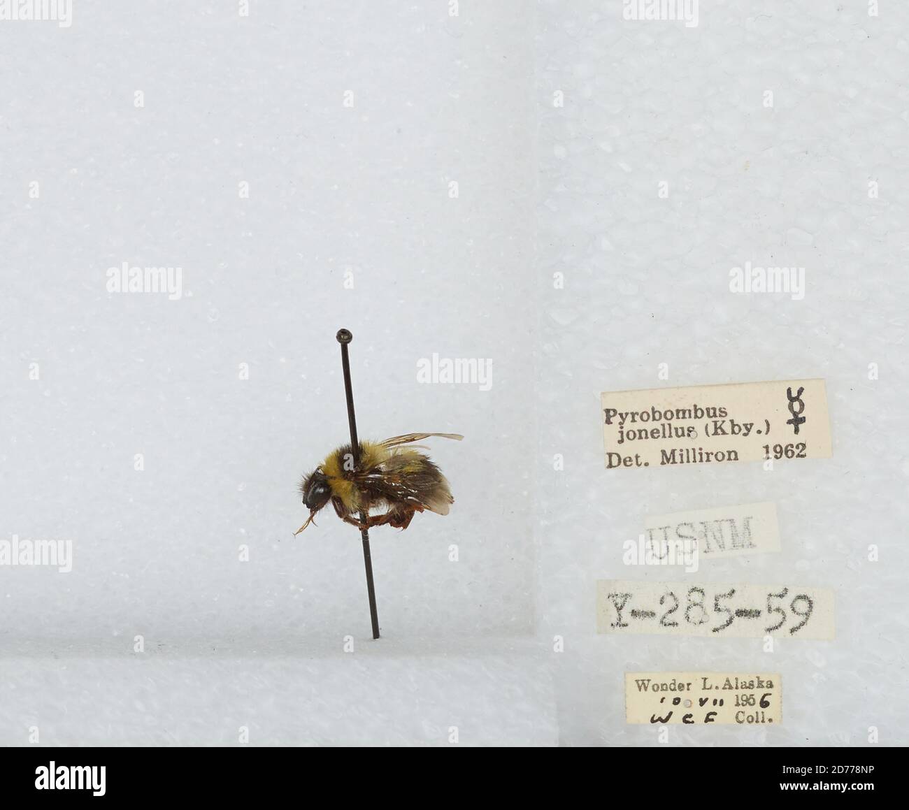 Wonder Lake, Denali, Alaska, United States, Bombus (Pyrobombus ...