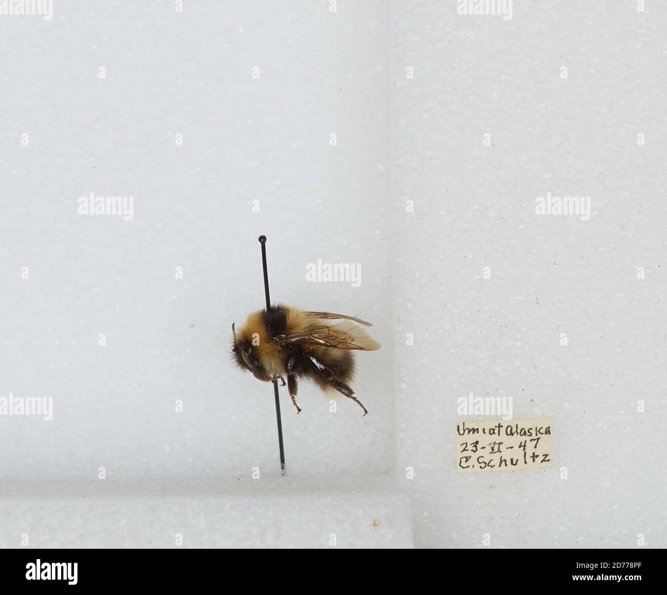 Umiat, North Slope, Alaska, United States, Bombus (Pyrobombus) jonellus ...