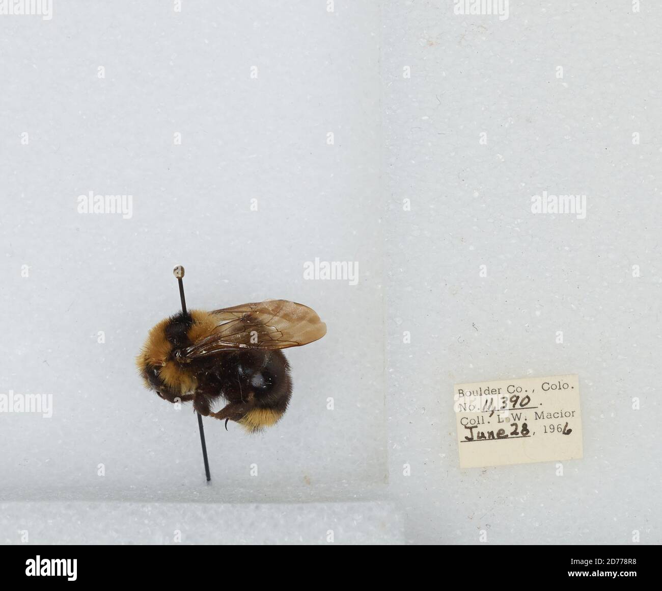 Boulder, Colorado, United States, Bombus (Psithyrus) insularis (Smith ...
