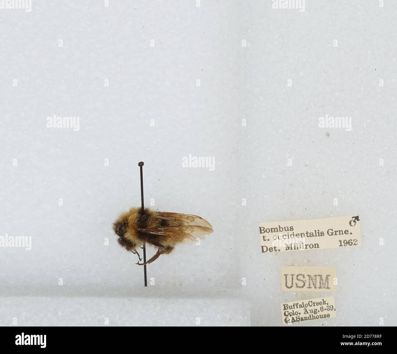 Buffalo Creek, Jefferson, Colorado, United States, Bombus (Bombus ...